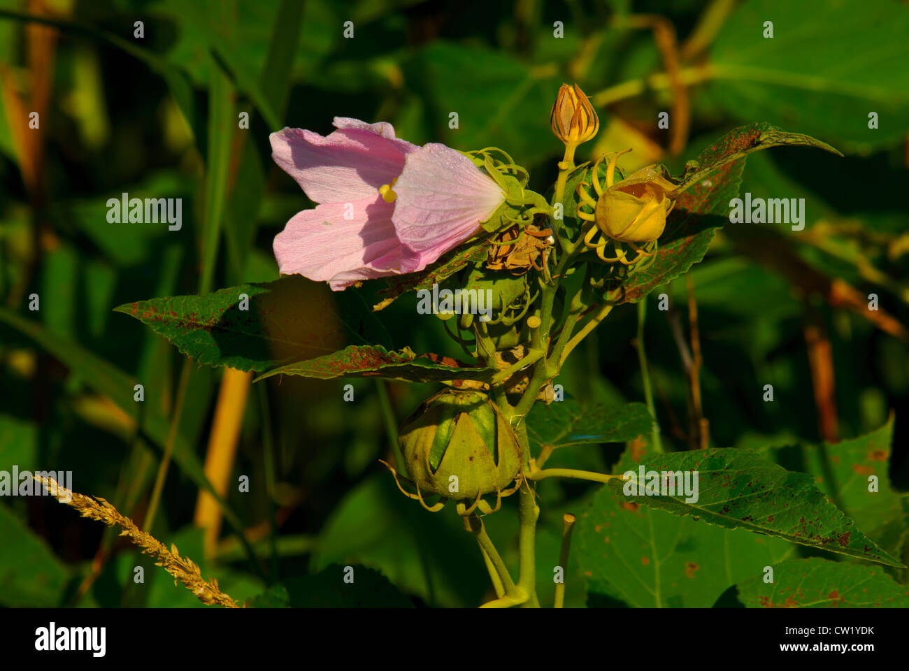 swamp rose-mallow in swampy area of park Stock Photo - Alamy