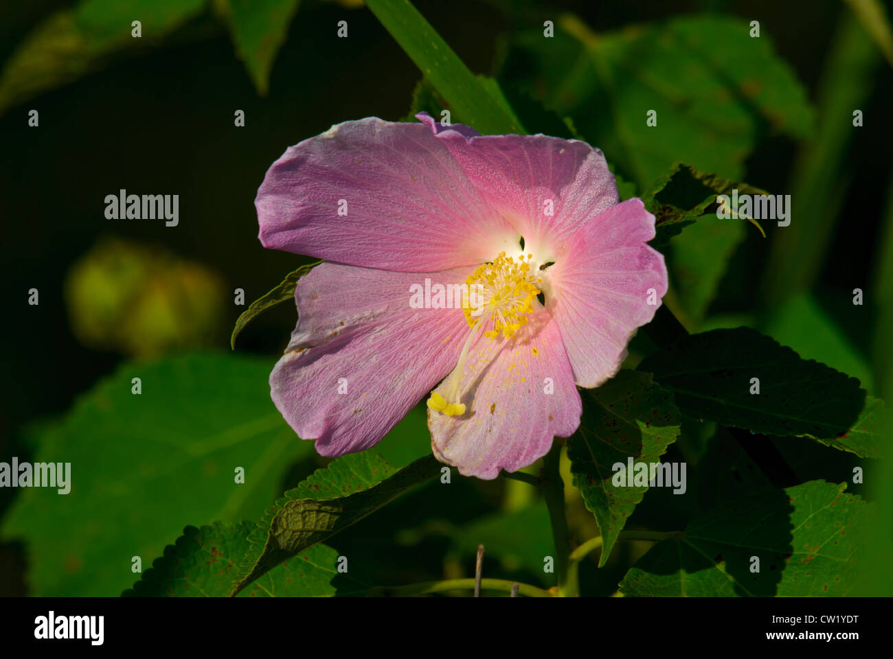 swamp rose-mallow in swampy area of park Stock Photo - Alamy
