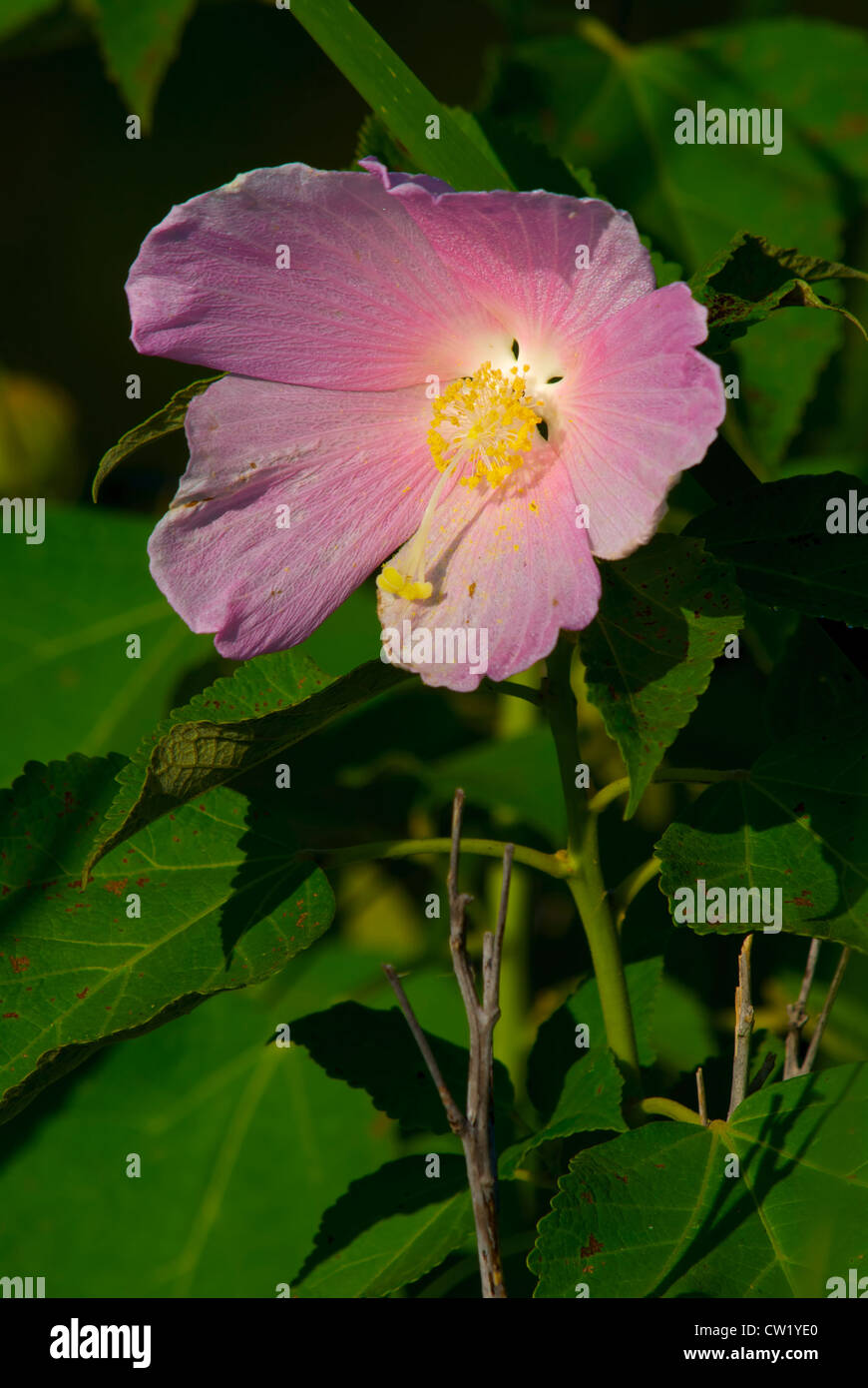 Swamp rose hi-res stock photography and images - Alamy