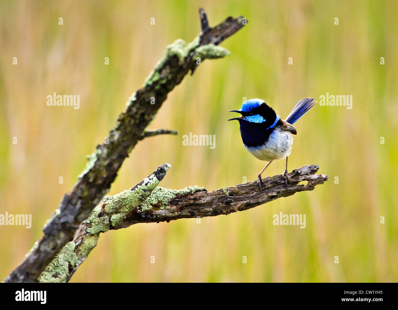 Superb Fairy-wren ( Malurus cyaneus ) perched on branch singing Stock ...
