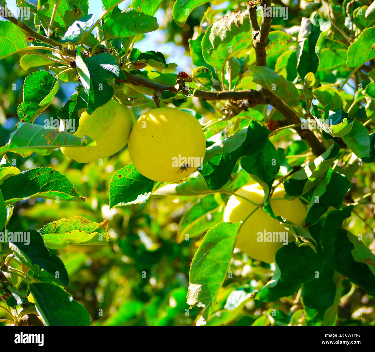 Yellow apples on an apple tree ready to be harvested Stock Photo - Alamy
