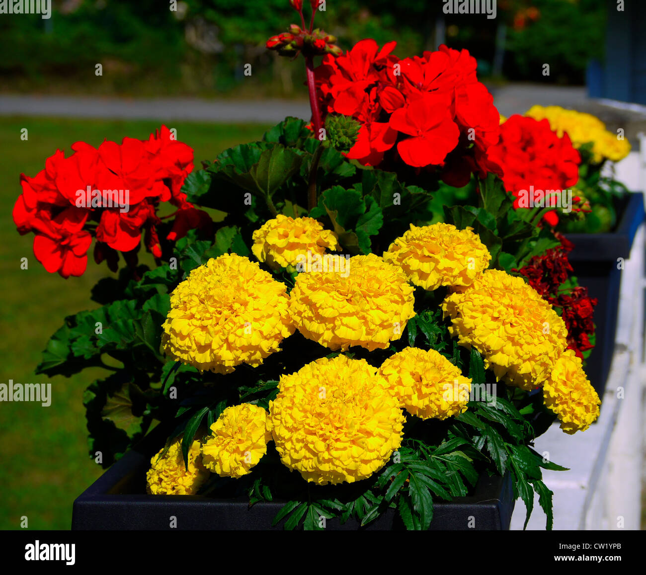 Red and yellow mums hi-res stock photography and images - Alamy