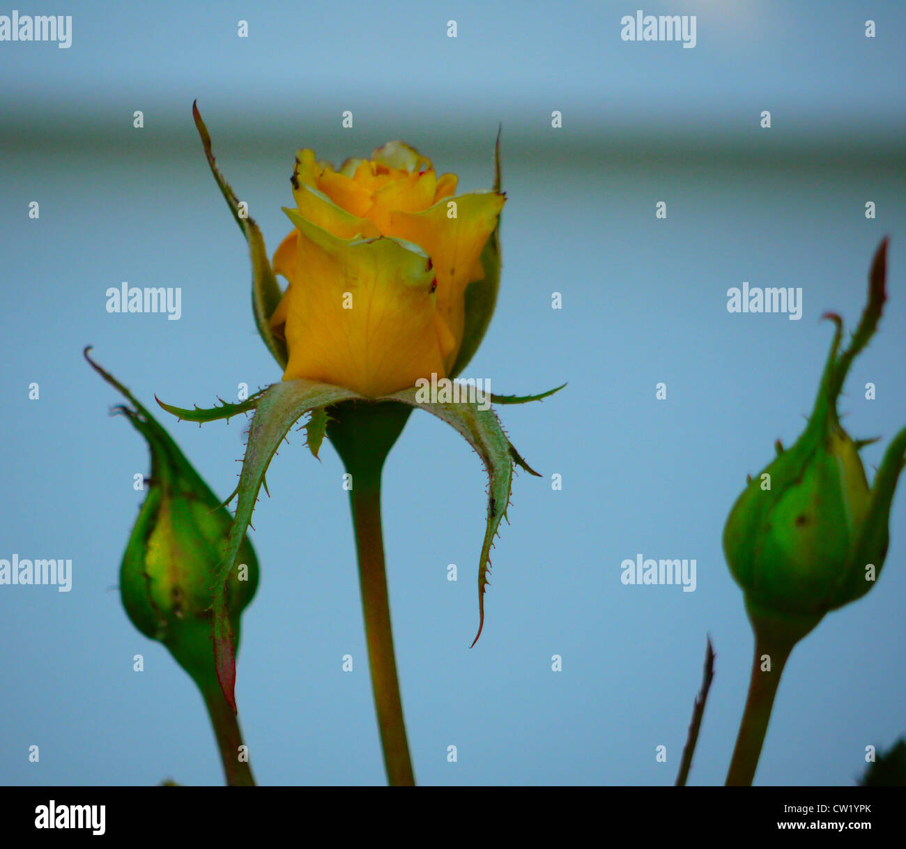 Yellow rose bud ready to open Stock Photo - Alamy