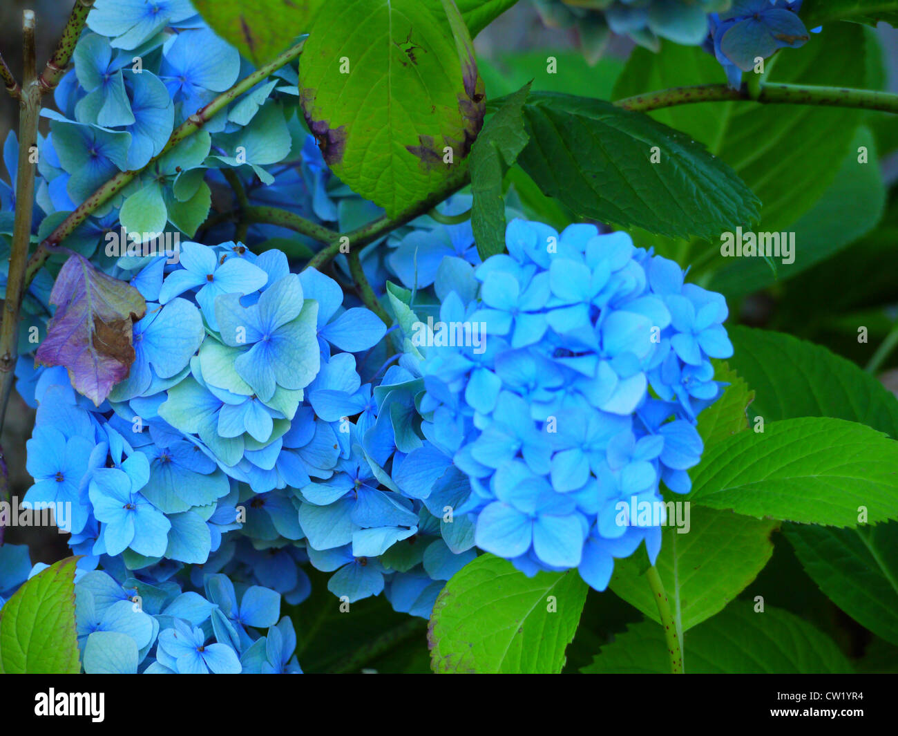 Blue hydrangea flowers Stock Photo - Alamy