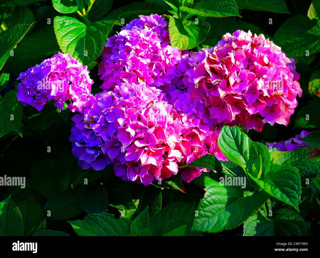 Close-up of pink hydrangea flower clusters Stock Photo - Alamy