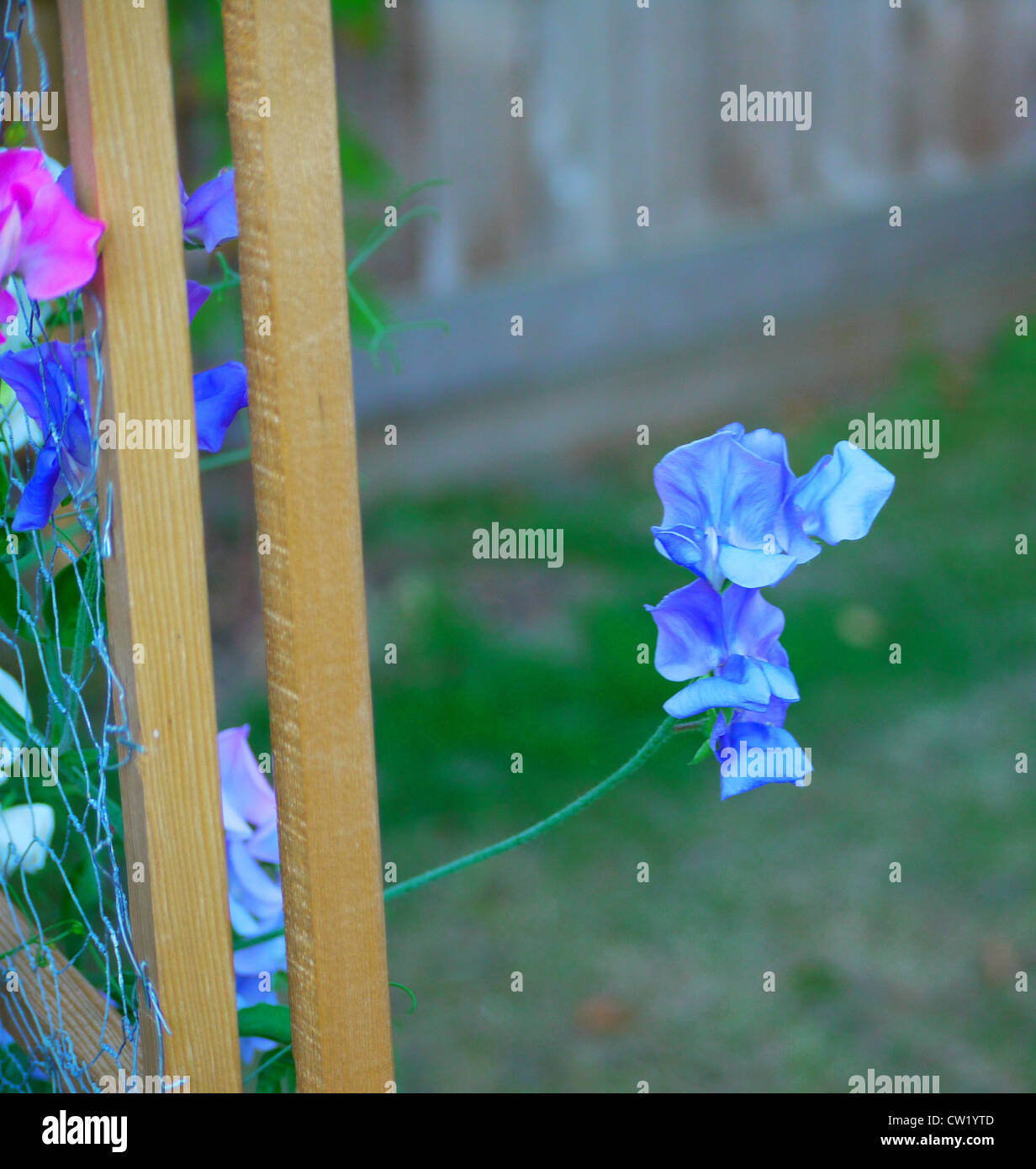 Single purple blue sweet pea flower - Lathyrus Odoratus Stock Photo - Alamy