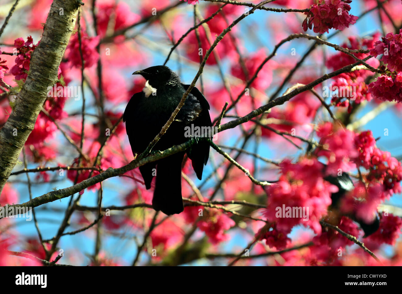 Black Bird With A Cherry High Resolution Stock Photography and Images ...
