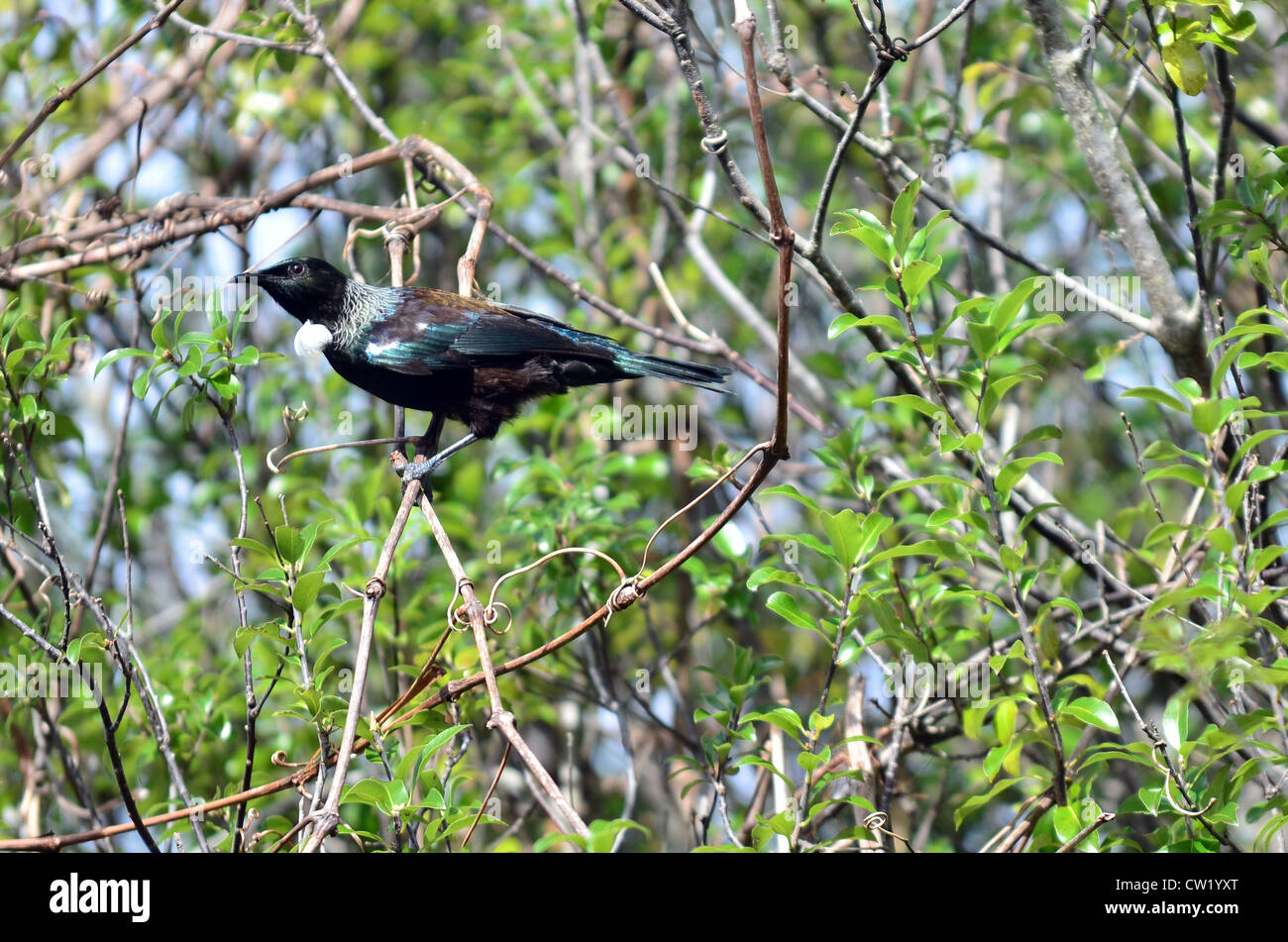 Tui Native Bird Of High Resolution Stock Photography and Images - Alamy