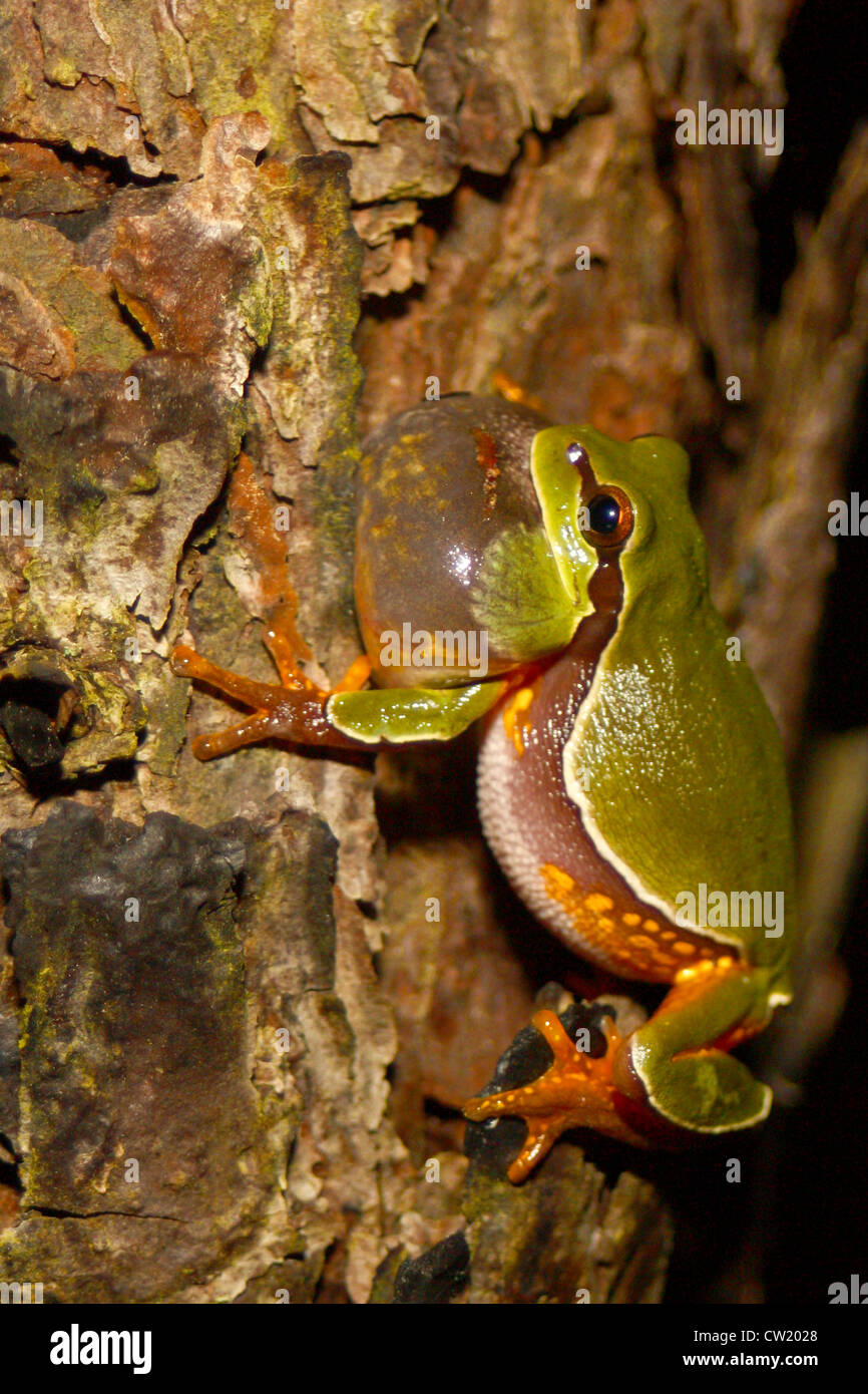 Pine barrens tree frog (Hyla andersonii) calling from the side of a ...