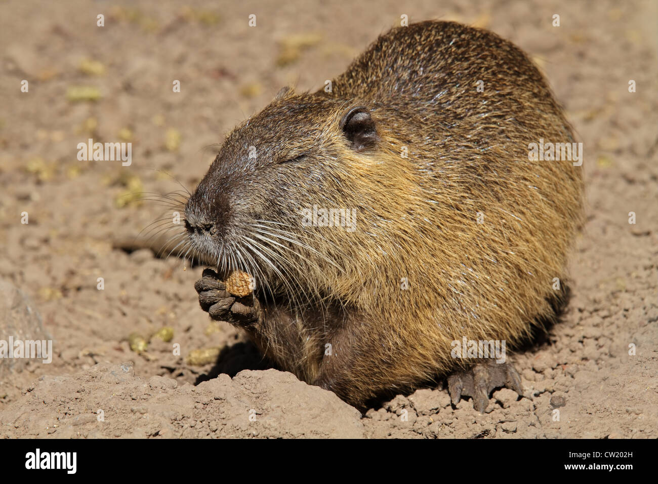 Tropical rodent hi-res stock photography and images - Alamy
