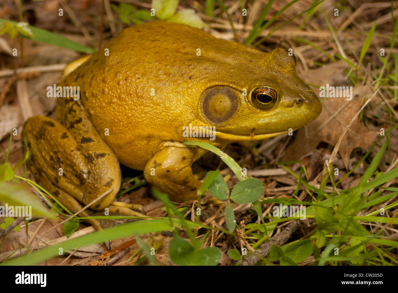 Ranavirus High Resolution Stock Photography and Images - Alamy