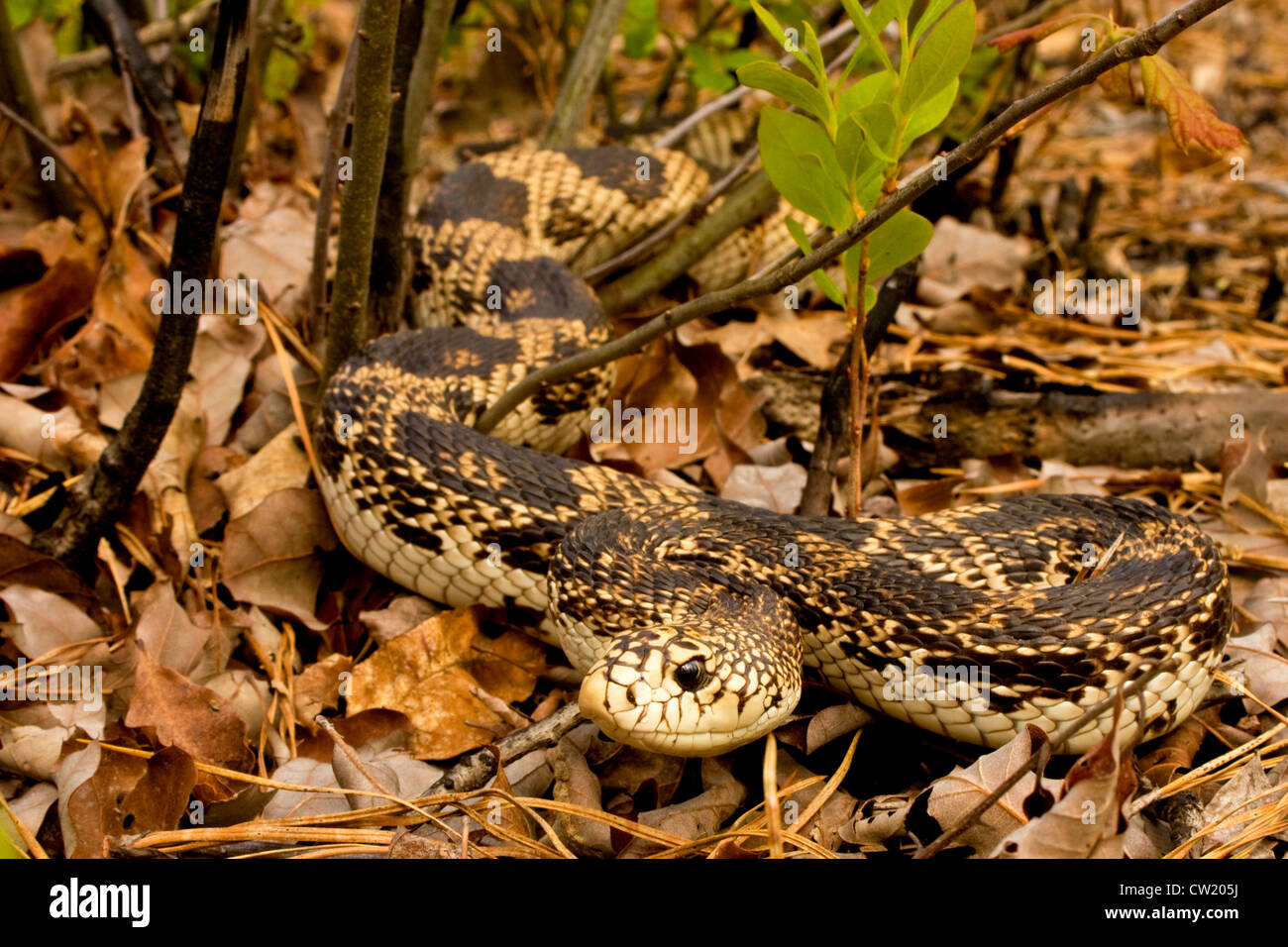 Adult male northern pine snake (Pituophis melanoleucus melanoleucus ...