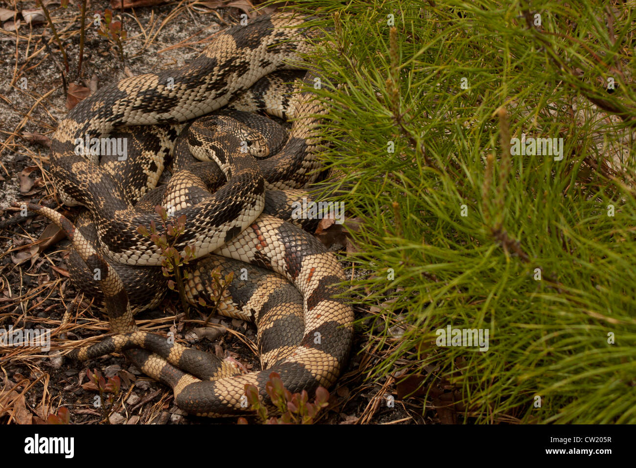 Two northern pine snakes (Pituophis melanoleucus melanoleucus) mating ...