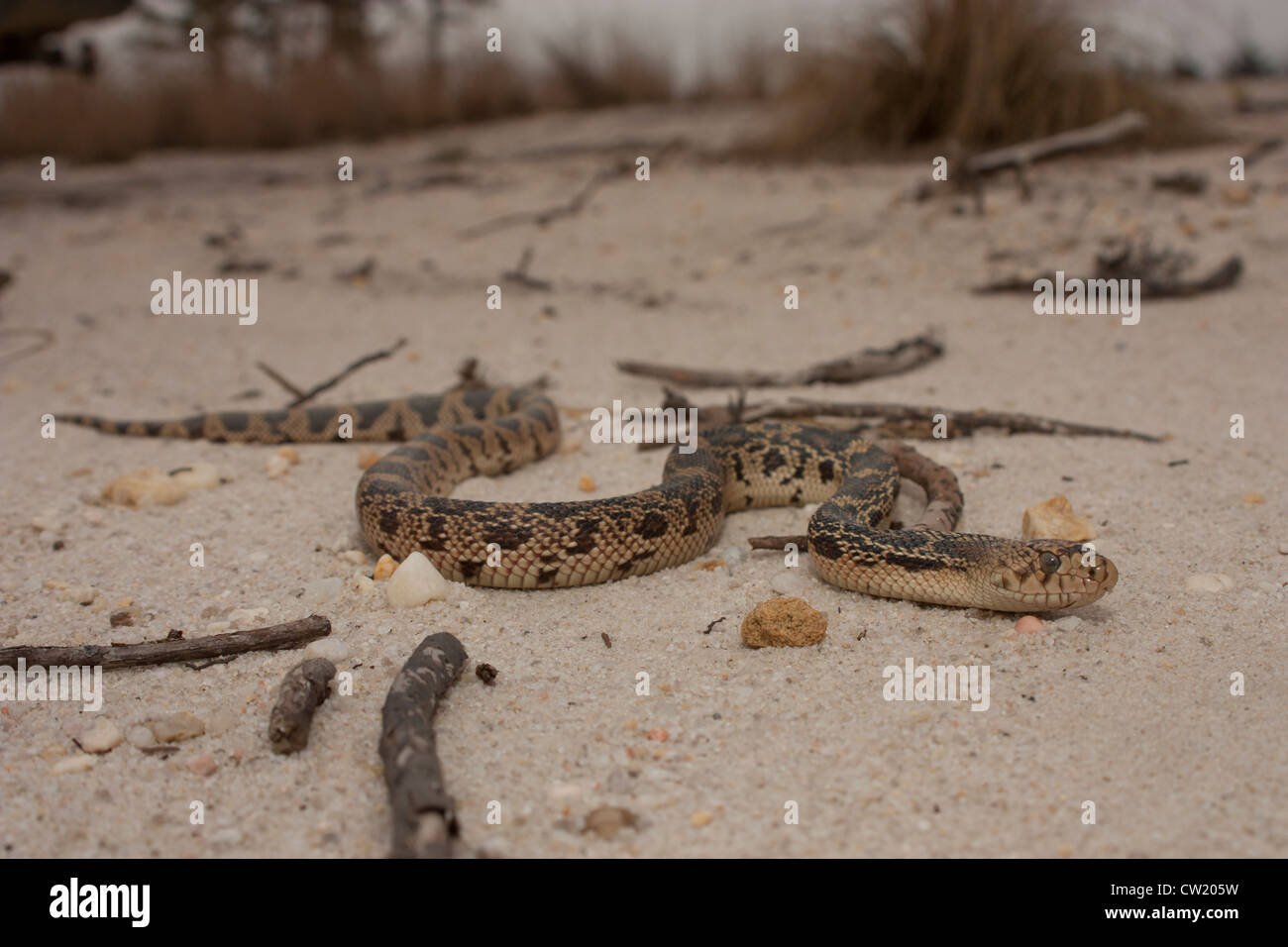 Neonate northern pine snake (Pituophis melanoleucus melanoleucus Stock ...