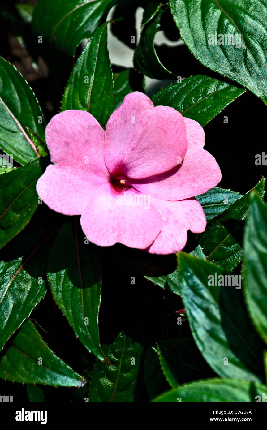 Pink impatiens flower, vertical view, closeup Stock Photo - Alamy