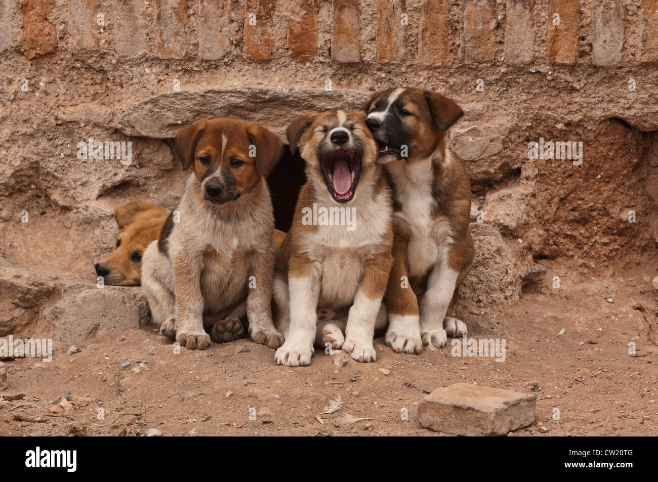 What Is The Breed Of Aidi