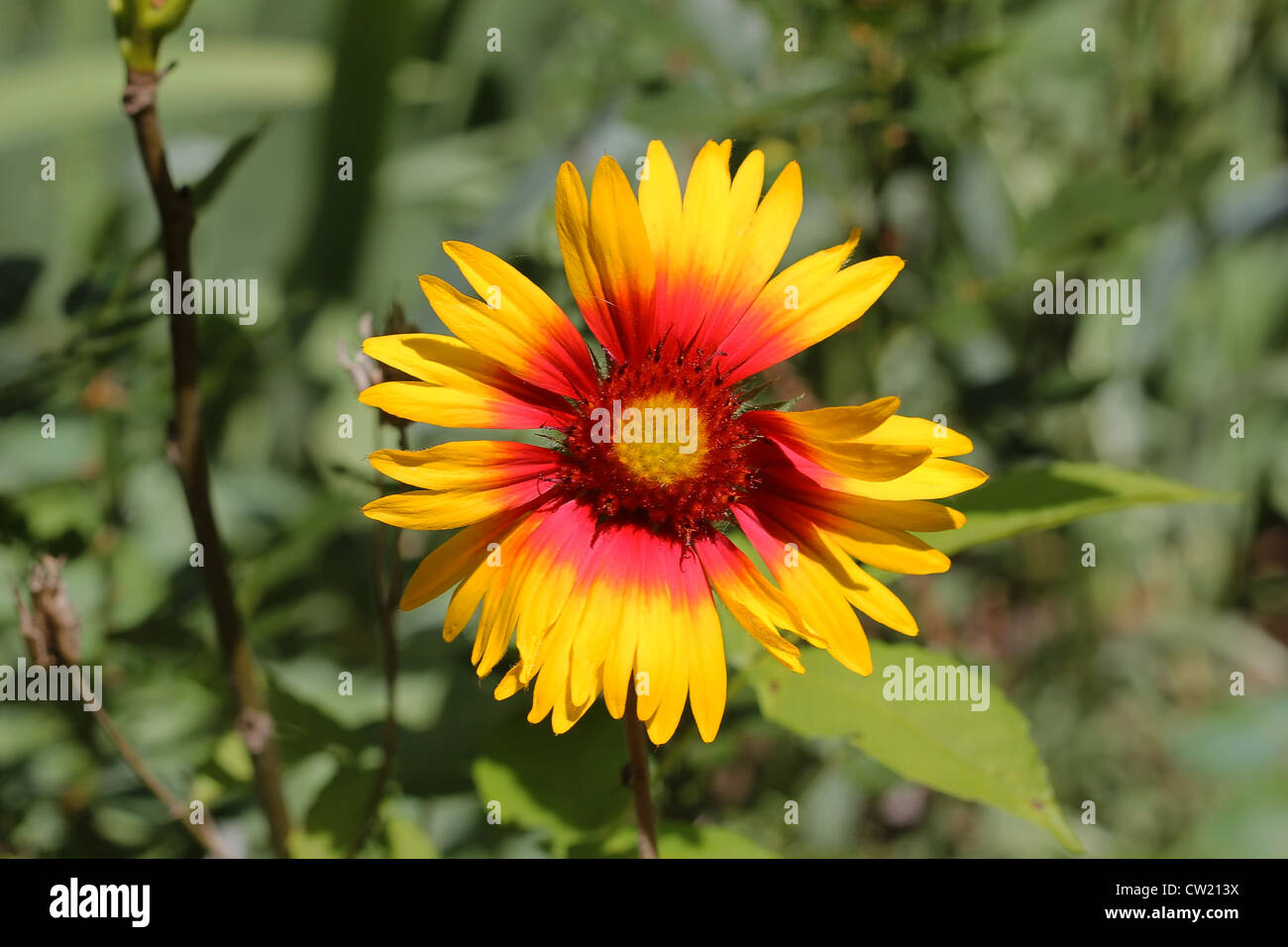 Very nice red yellow flower Stock Photo - Alamy