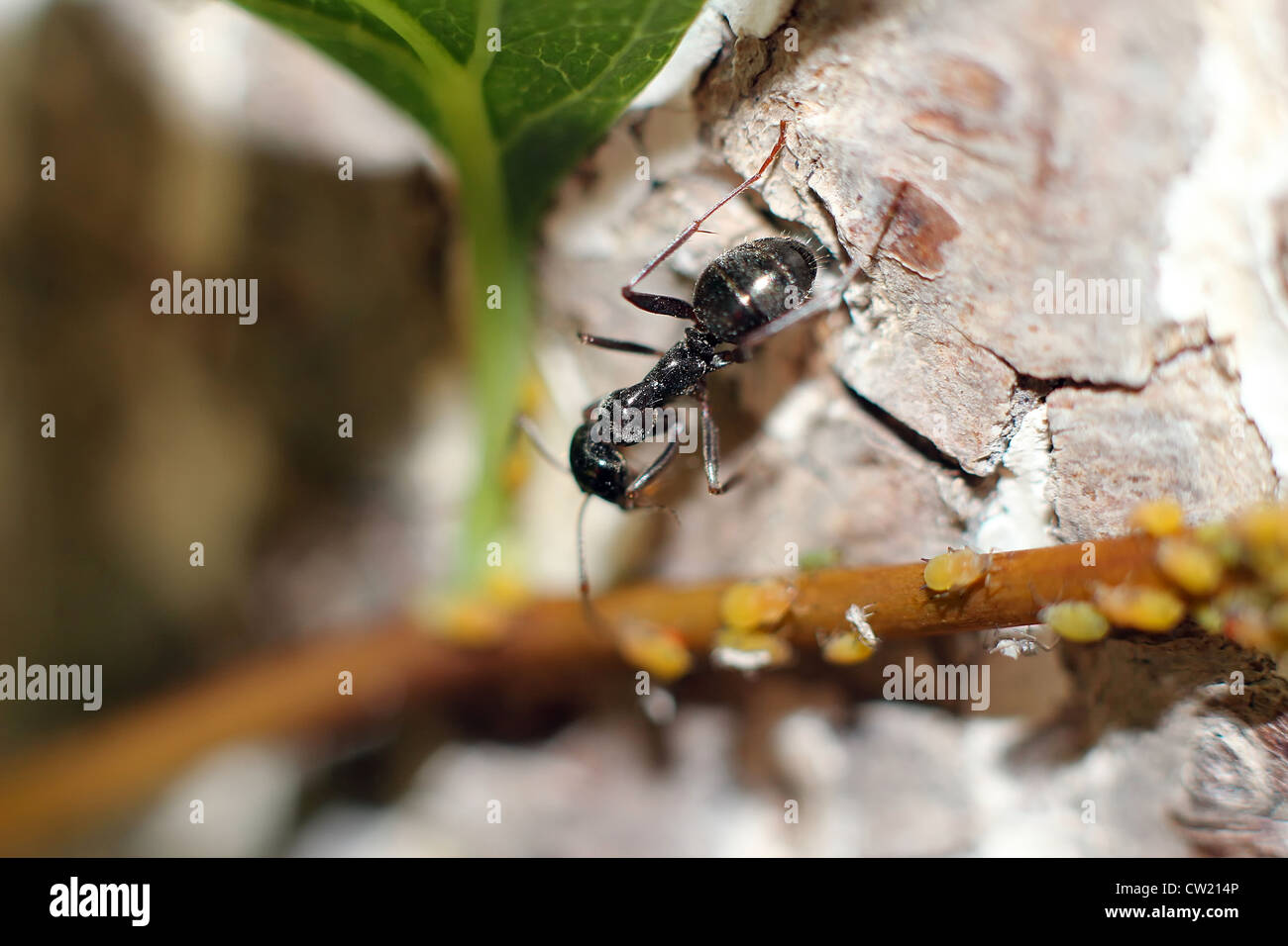 Big black ant at tree Stock Photo - Alamy
