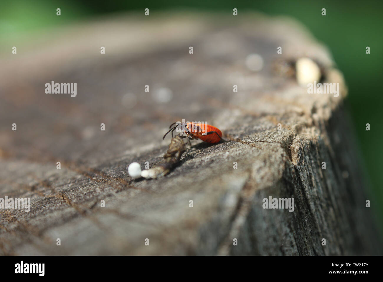 Red bug at cut wood Stock Photo - Alamy
