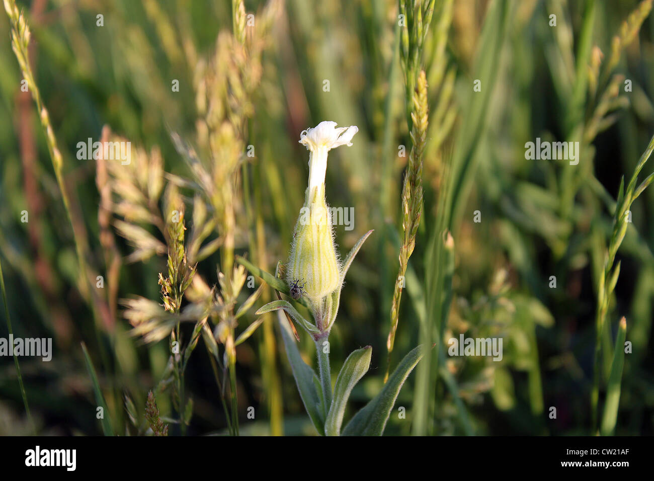 very nice flower at sun Stock Photo - Alamy