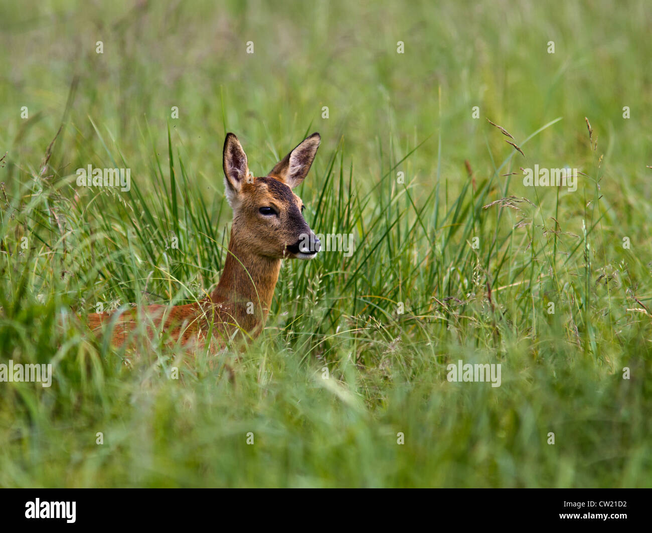 Baby deer images hi-res stock photography and images - Alamy