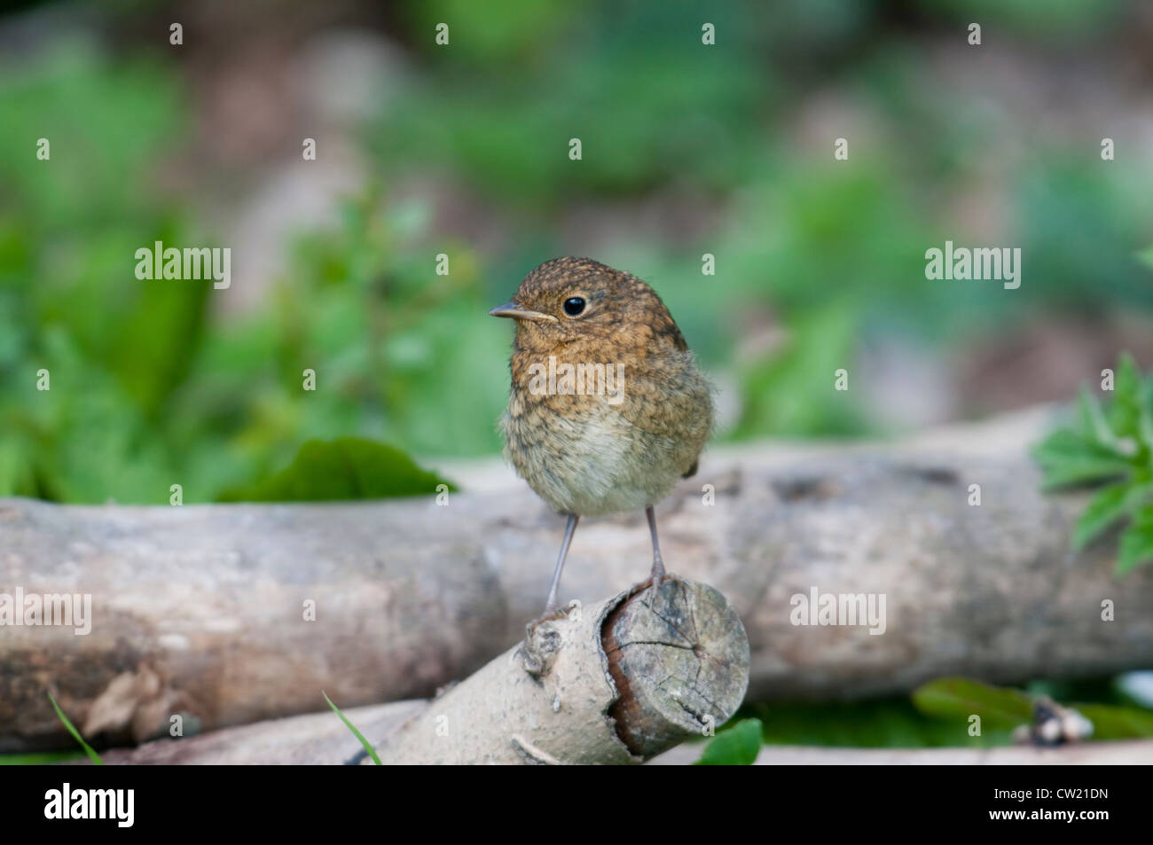 Fledgling robin hi-res stock photography and images - Alamy