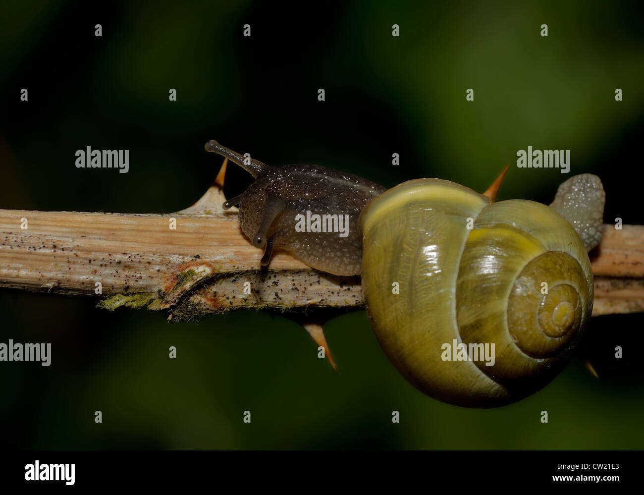 Snail on a thorny twig Stock Photo - Alamy