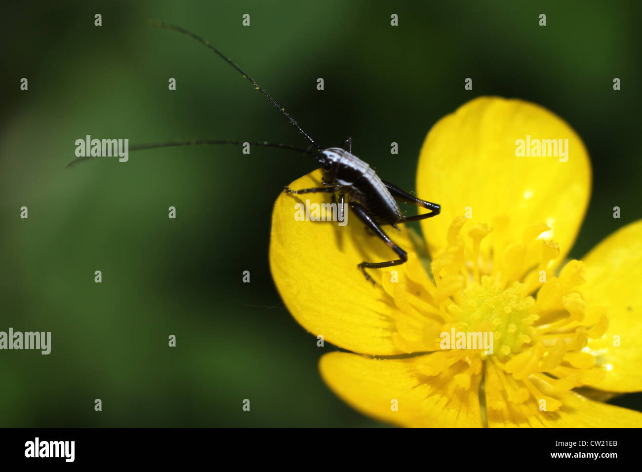 Black bug stay at yellow flower Stock Photo - Alamy