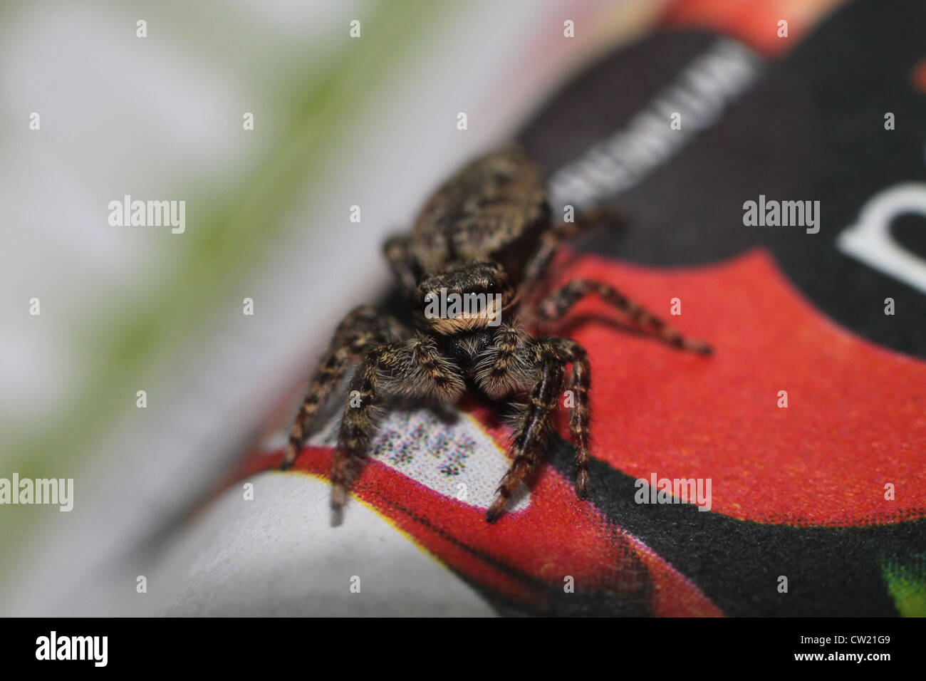 Spider leg hi-res stock photography and images - Alamy