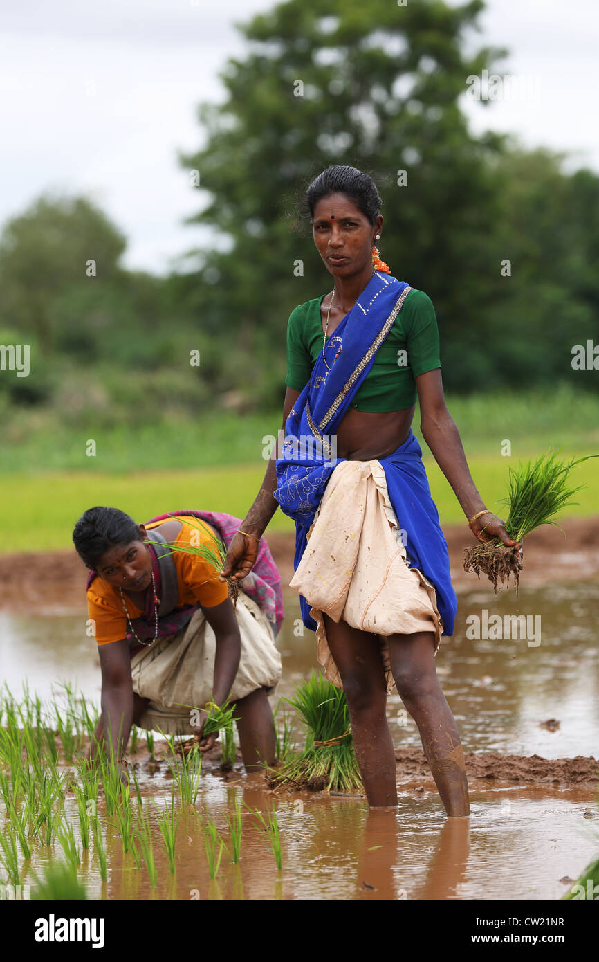 Indian women in a paddy field Andhra Pradesh South India Stock Photo ...