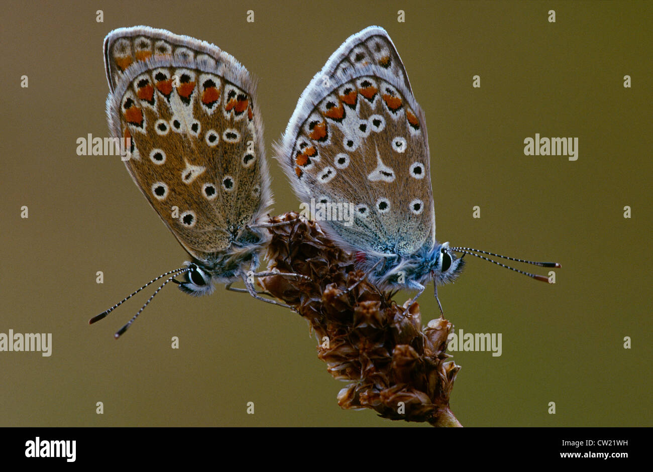 Male and female Common Blue butterflies at rest Stock Photo - Alamy