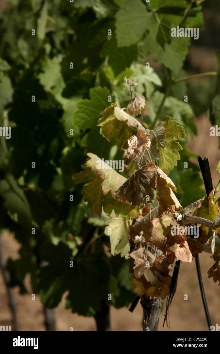 Drought stress hi-res stock photography and images - Alamy