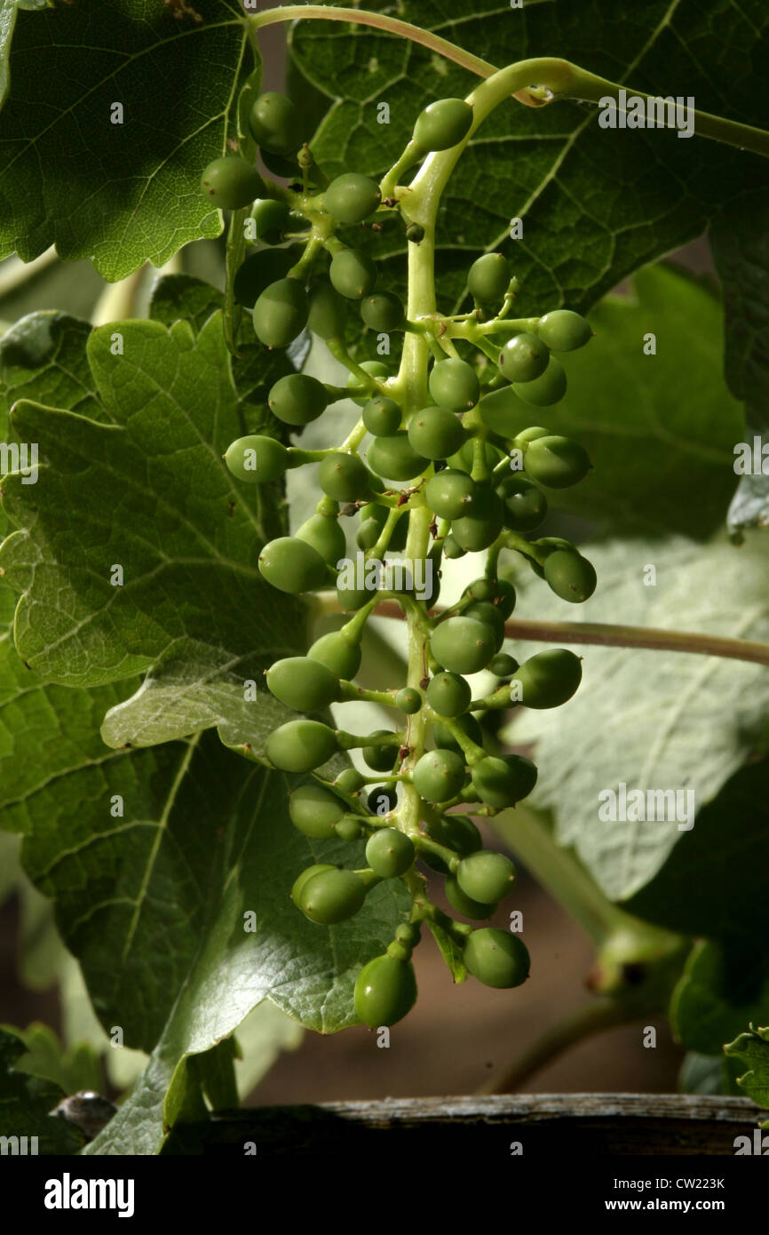 Syrah and wine hi-res stock photography and images - Alamy