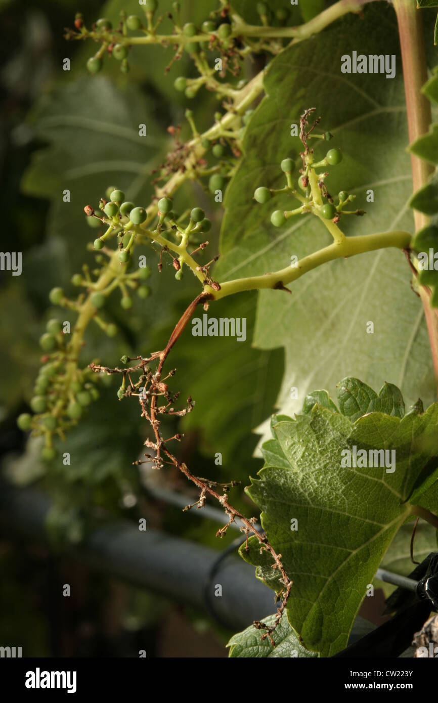 Picture: Steve Race - Mourvedre grapes suffering from poor fruit-set in ...