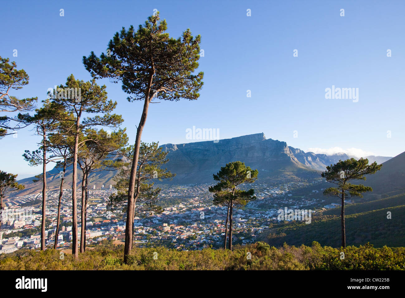 Tablemountain pine hi-res stock photography and images - Alamy