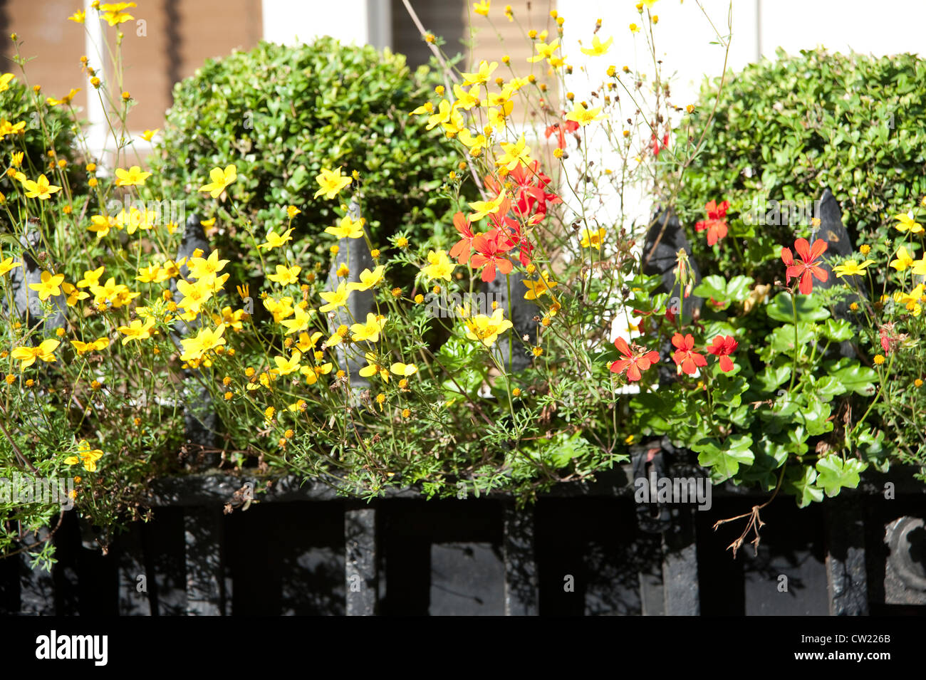Window Box with red and yellow flowers Stock Photo - Alamy