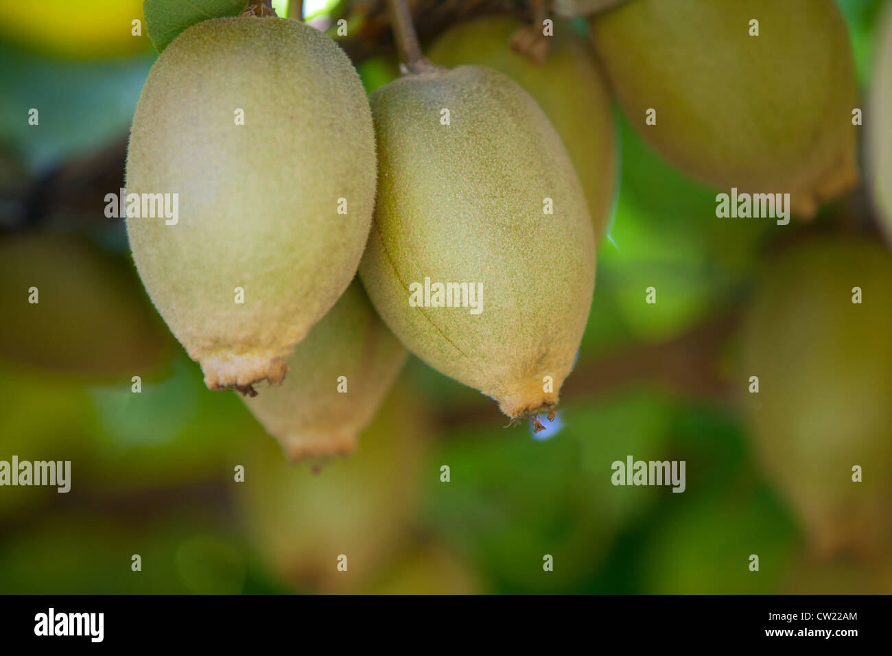 Newzealand fruit hi-res stock photography and images - Alamy