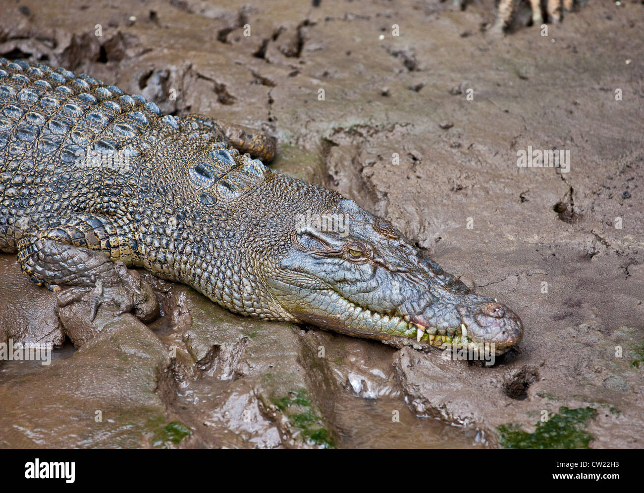Saltwater crocodile australia hi-res stock photography and images - Alamy