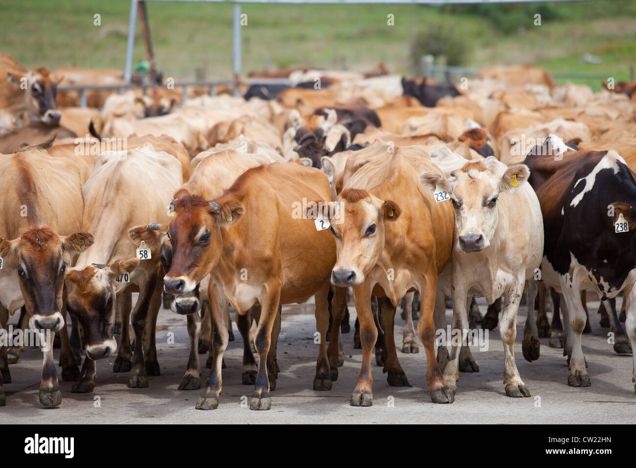 Stock farming hi-res stock photography and images - Alamy