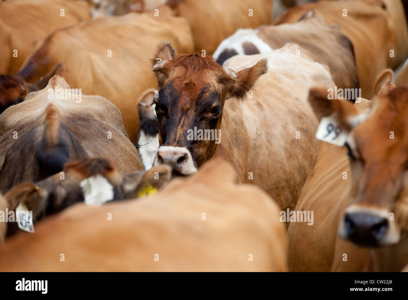 Stock farming hi-res stock photography and images - Alamy