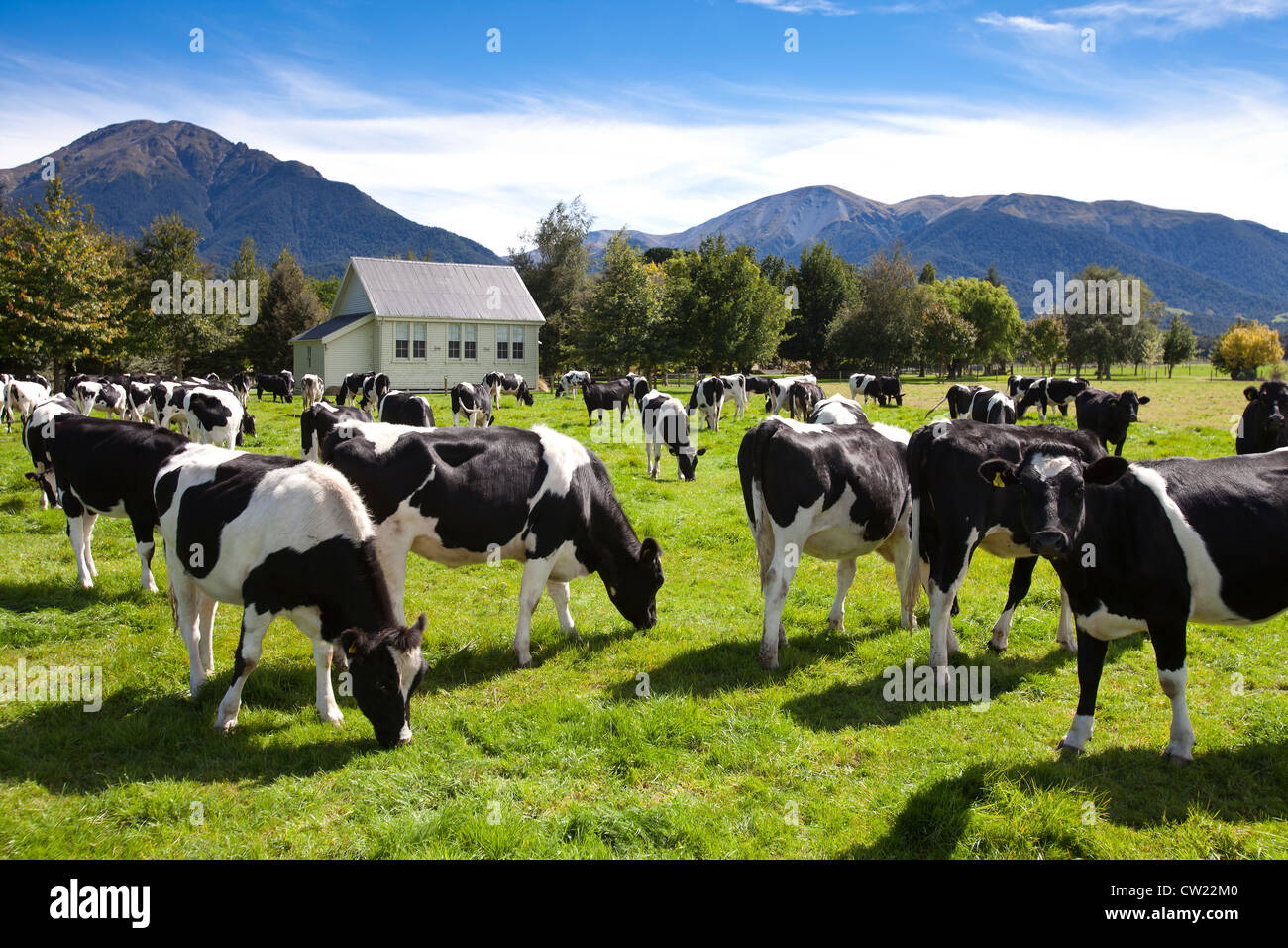 stock farming in Newzealand Stock Photo - Alamy