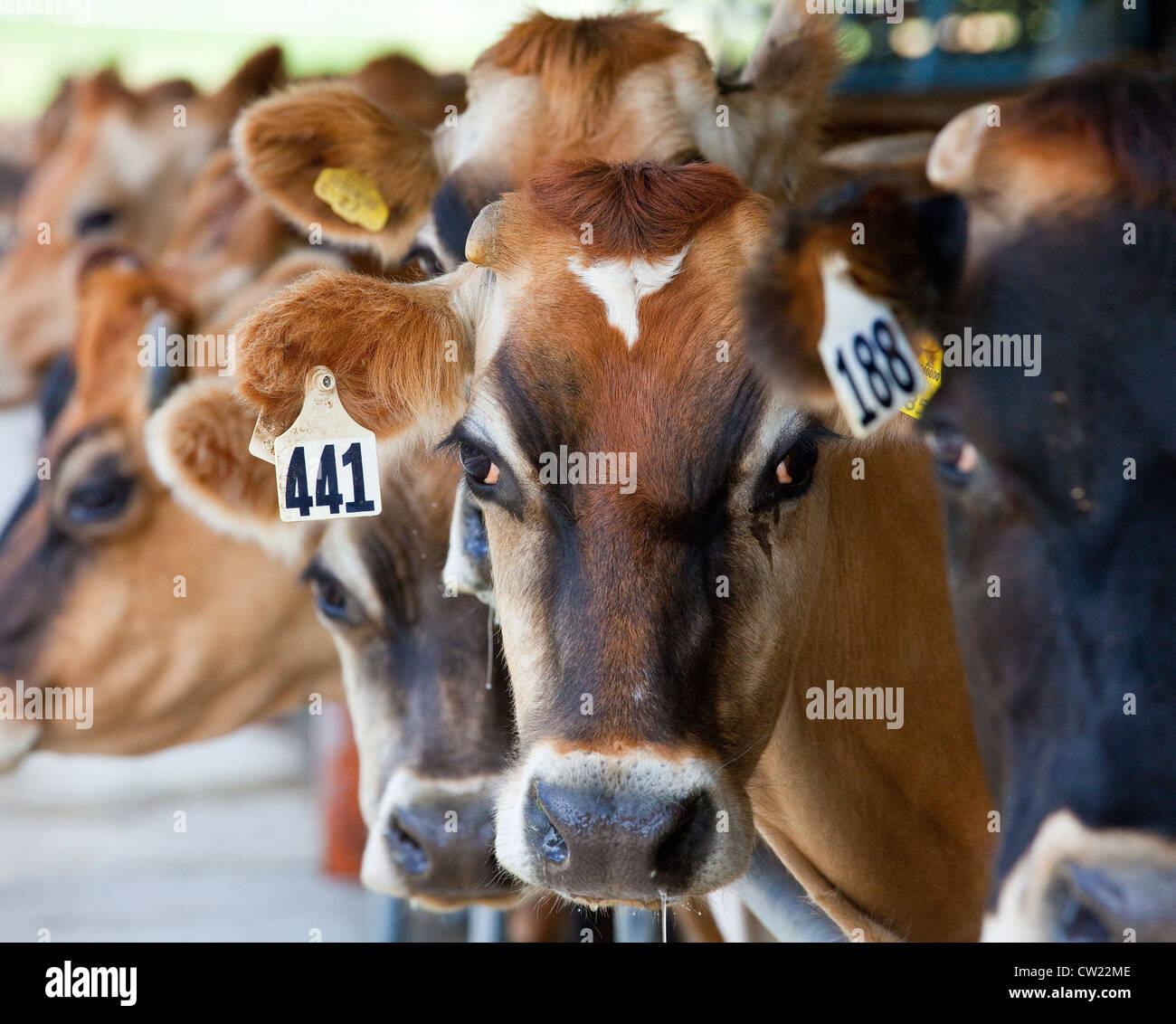 Stock farming hi-res stock photography and images - Alamy