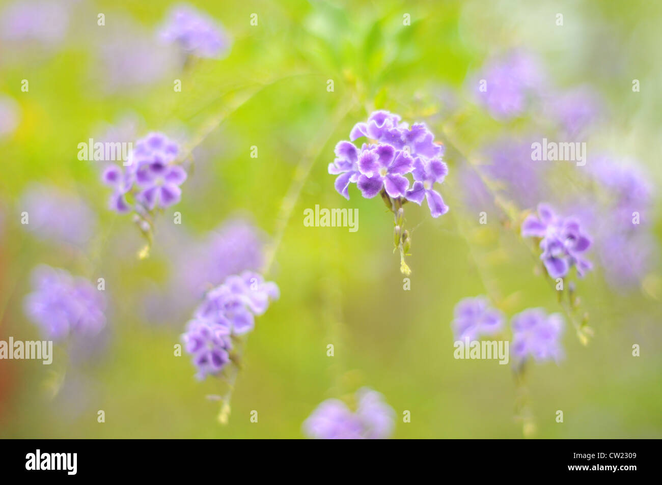 Purple flowers in Taiwan Stock Photo - Alamy