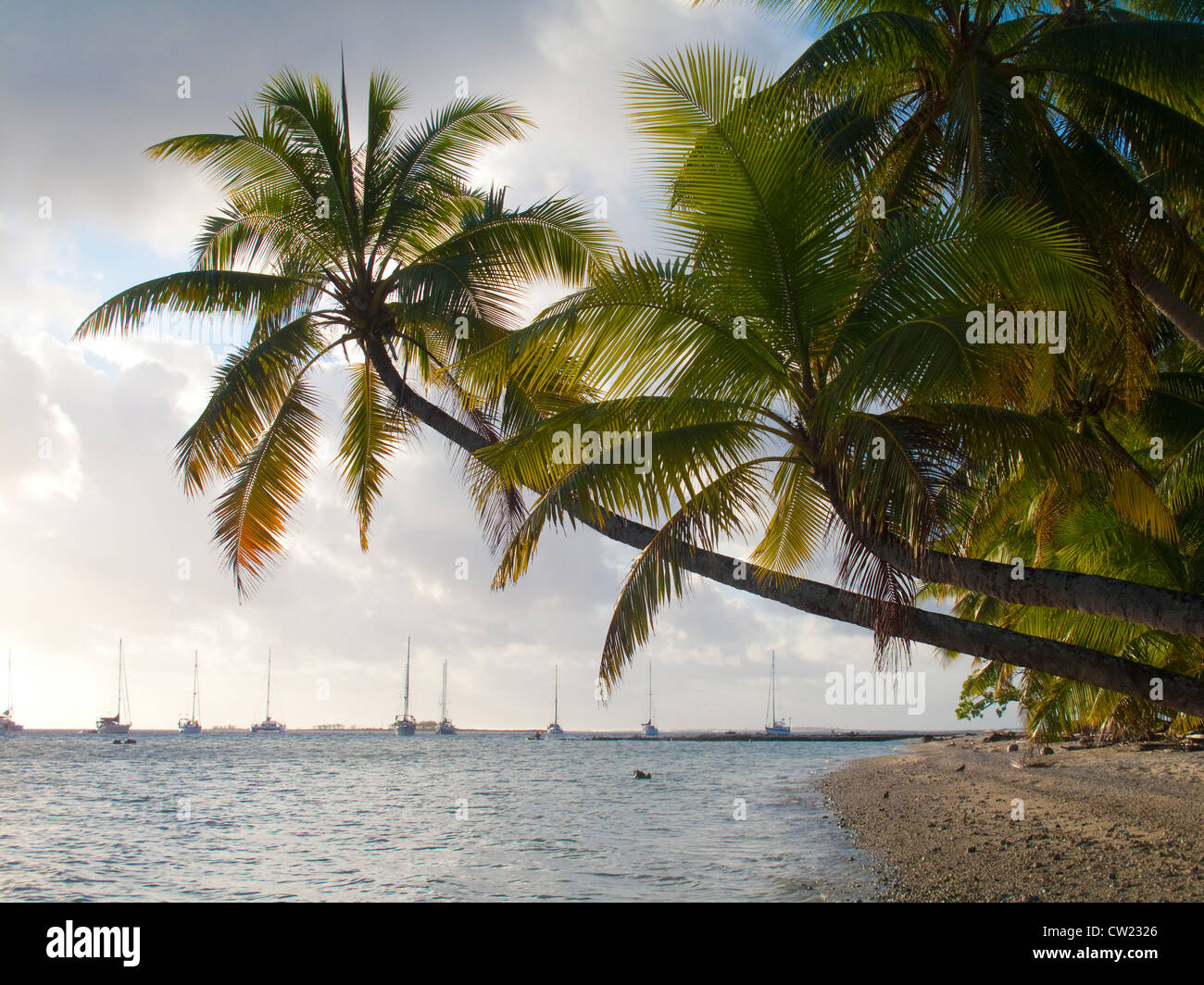 dream beach in the tuamotus, french polynesia Stock Photo - Alamy