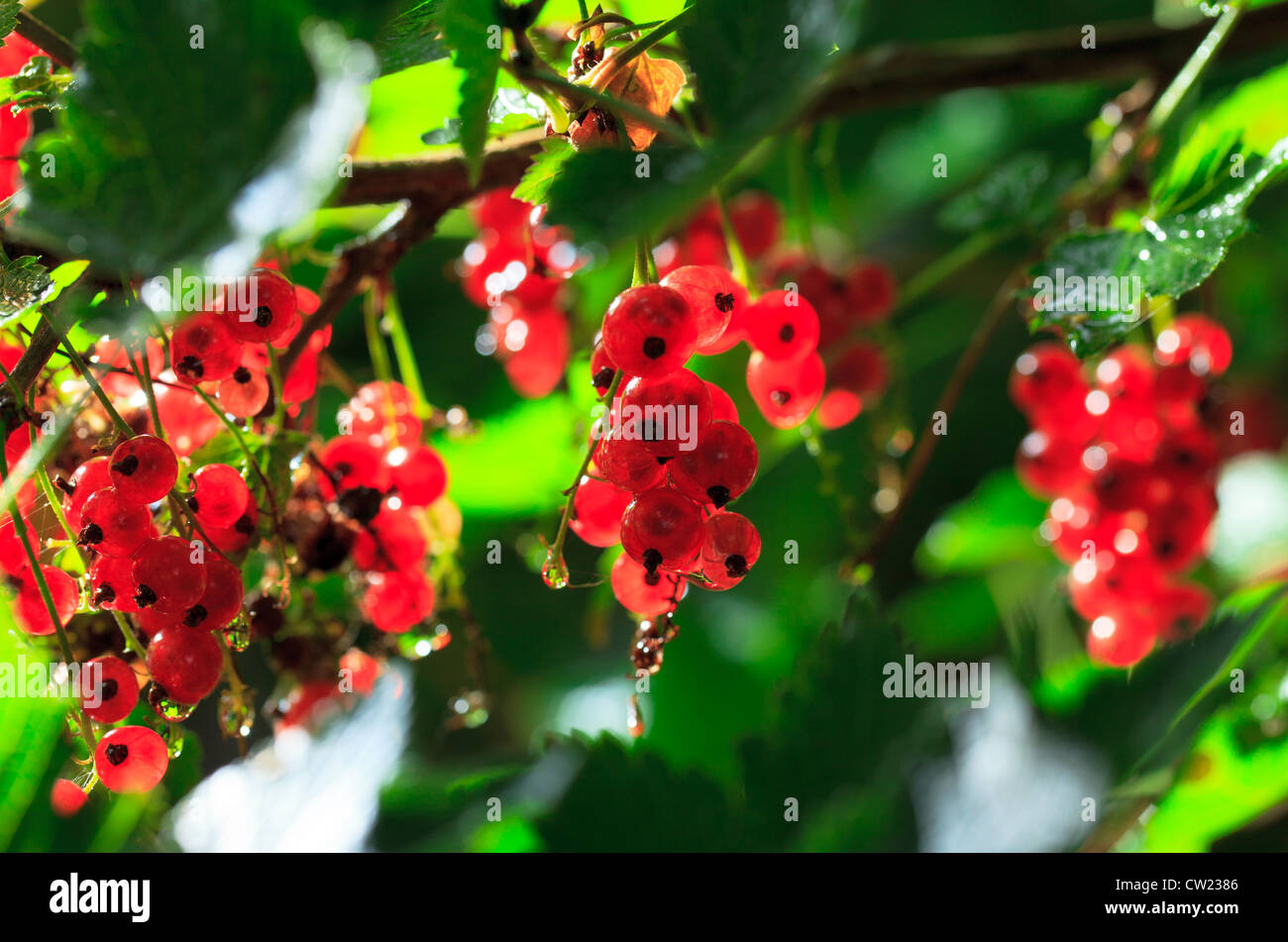 Currant bunch hi-res stock photography and images - Alamy