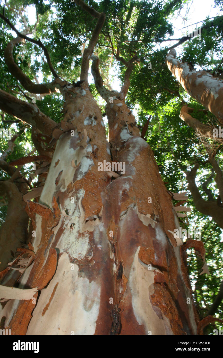 Upwards view of tree with peeling bark in woods Stock Photo - Alamy