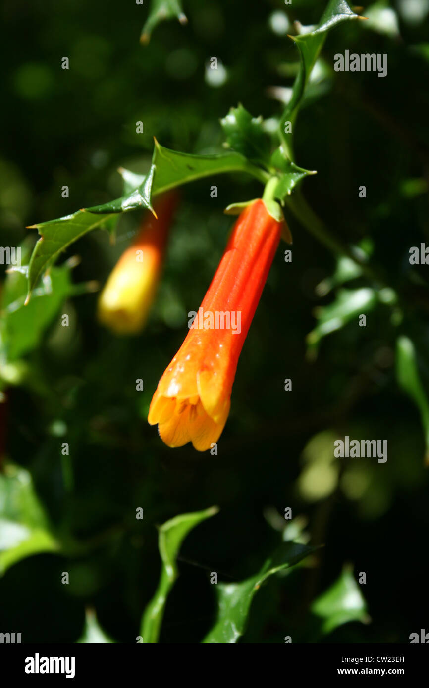 Holly flower hi-res stock photography and images - Alamy