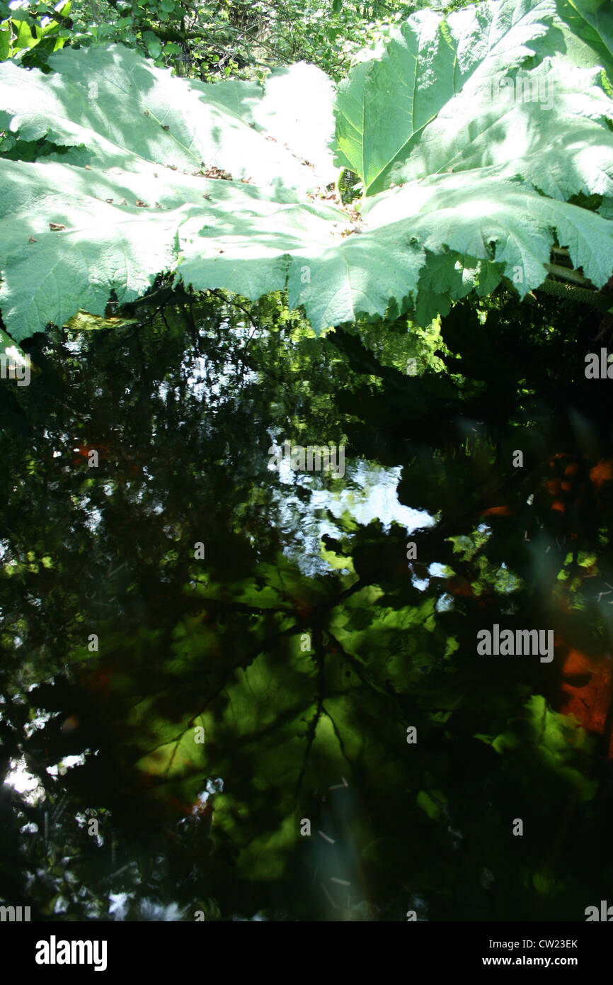 Reflection of large leaf in water Stock Photo - Alamy