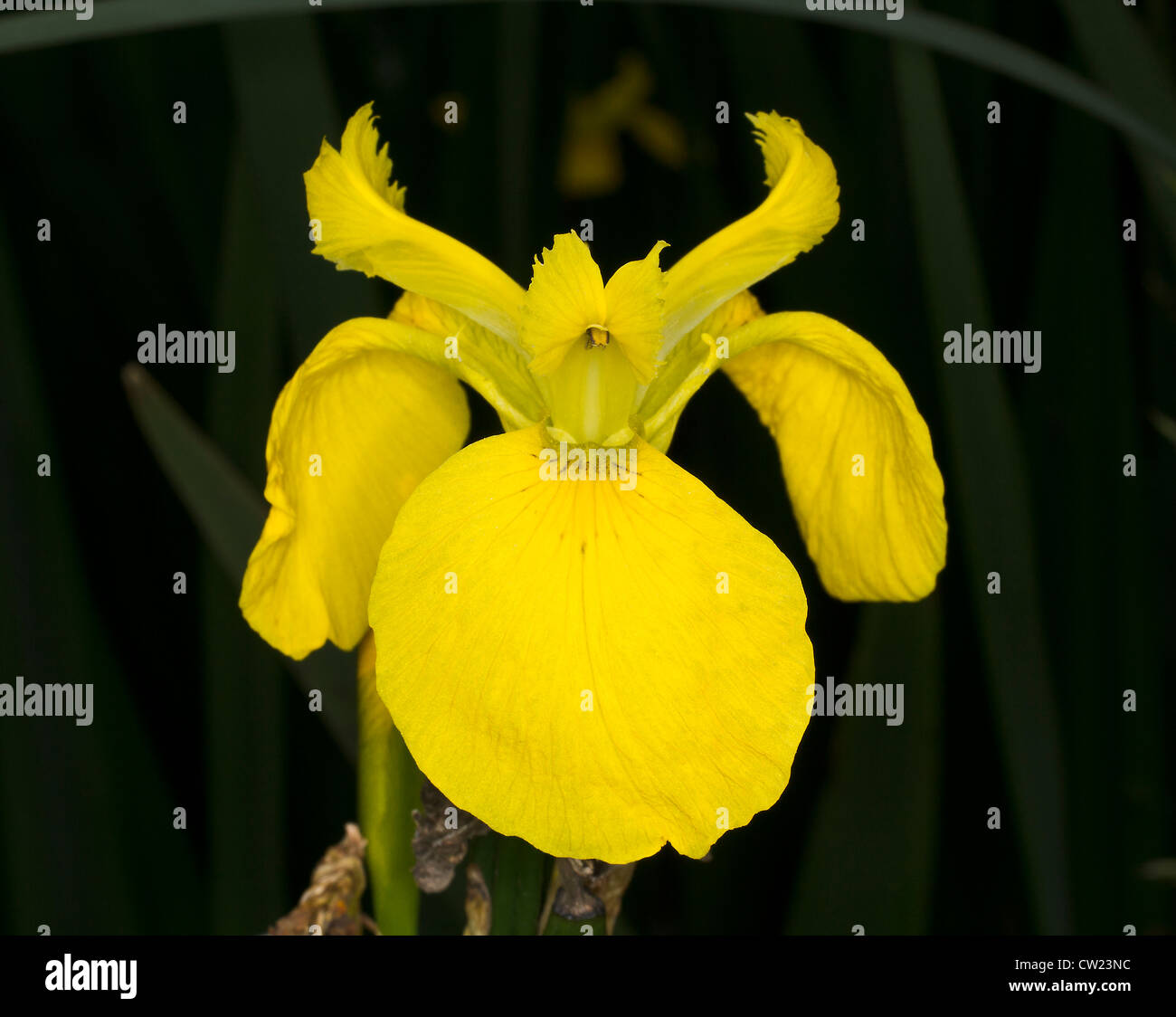 One yellow iris hi-res stock photography and images - Alamy