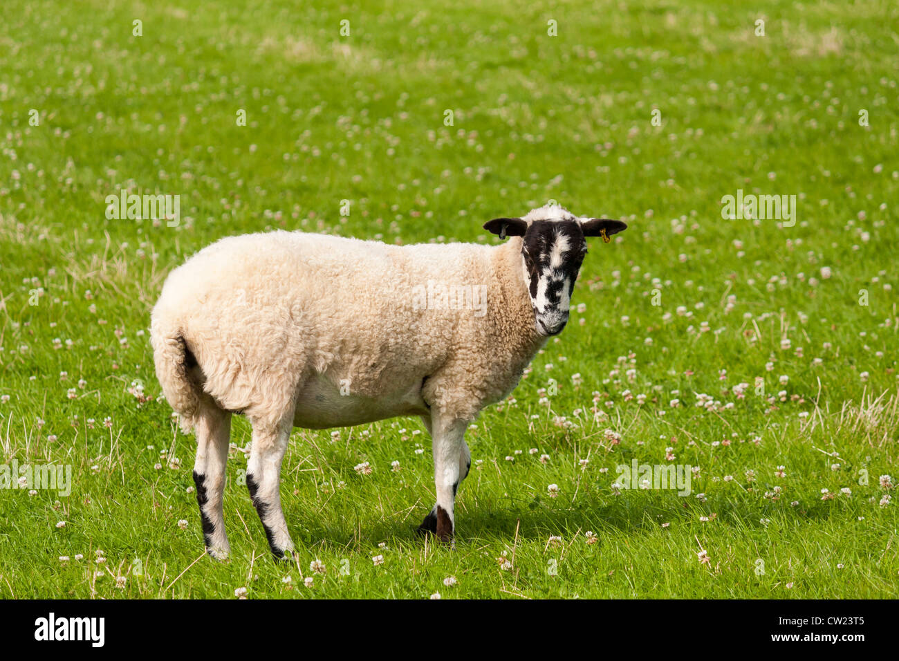 A single sheep in a field Stock Photo - Alamy